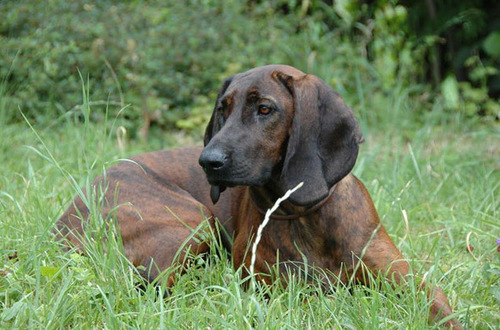 Hanoverian Scenthound Dog Breed Characteristic, Daily and Care Facts