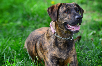 Treeing Tennessee Brindle Dog Breed Characteristic, Daily and Care Facts