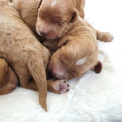 Cockapoo is available for adoption