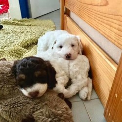 is available for adoption