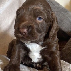 Sprocker is available for adoption