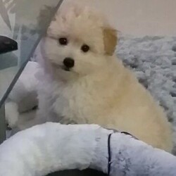 Male/Female Other is available for sale- Dog the Love