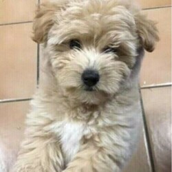 Male/Female Other is available for sale- Dog the Love