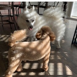 Male/Female Other is available for sale- Dog the Love