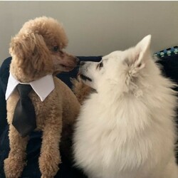 Male/Female Other is available for sale- Dog the Love