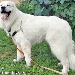 Male Great Pyrenees is available for adoption