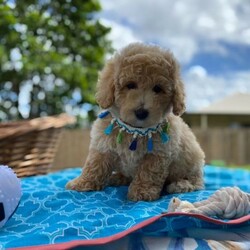Bichon Frise is available for adoption