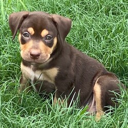 Female Doberman Pinscher is available for adoption