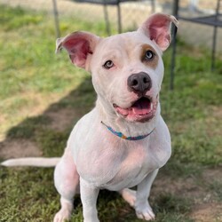 Female Pit Bull Terrier is available for adoption