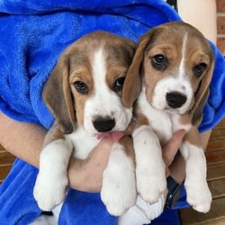 Beagle is available for adoption