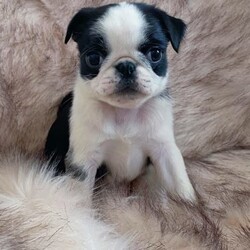 Pug is available for adoption