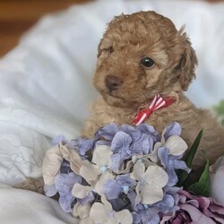 Poodle (Miniature) is available for adoption