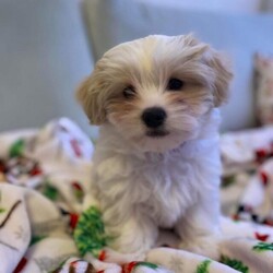 Male Malshi is available for adoption