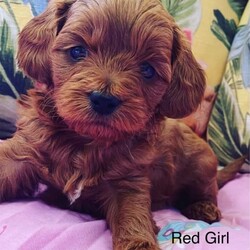 is available for adoption