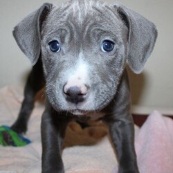 Female Pit Bull Terrier is available for adoption