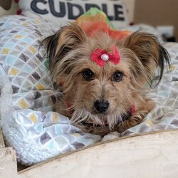 Female Chinese Crested Dog is available for adoption