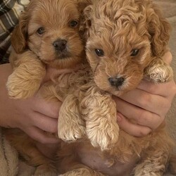 Mixed Litter Cavapoochon is available for sale- Dog the Love