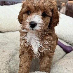 Female Cavapoo is available for adoption