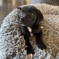 Male Black Labrador Retriever is available for adoption