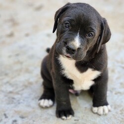 Male Black Labrador Retriever is available for adoption