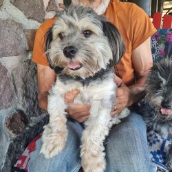 Male Lhasa Apso is available for adoption