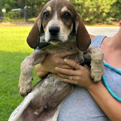 Male Bluetick Coonhound is available for adoption