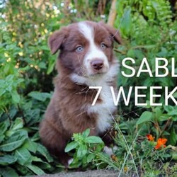 Female Border Collie is available for adoption