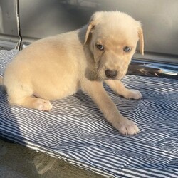 Male Yellow Labrador Retriever is available for adoption