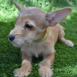 Female Chiweenie is available for adoption