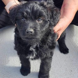 Female Terrier is available for adoption