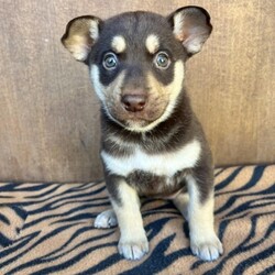 Female Mixed Breed is available for adoption