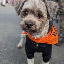 Male Shih Tzu is available for adoption