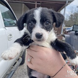 Female Terrier is available for adoption