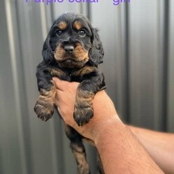Female Cocker Spaniel is available for adoption