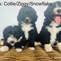 Both Poodle (Miniature) is available for adoption