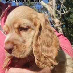 Both Cocker Spaniel is available for adoption