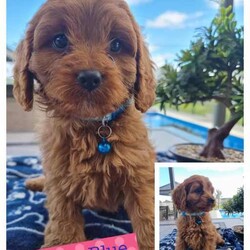 Both Cavoodle is available for adoption
