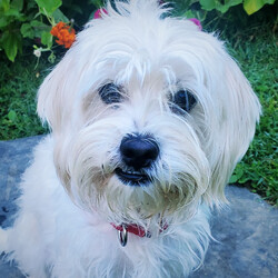 Male Bichon Frise is available for adoption
