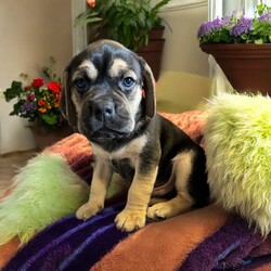 Male Puggle is available for adoption