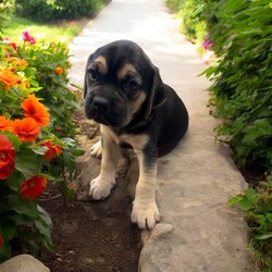 Male Puggle is available for adoption