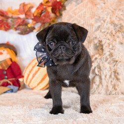 Female Pug is available for adoption