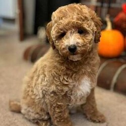 Female F1b Cockapoo is available for adoption