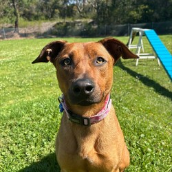 Female Rhodesian Ridgeback / Staffordshire Bull Terrier is available ...