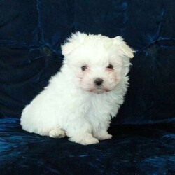 Male Maltese Puppy is available for sale- Dog the Love