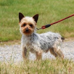 Female Yorkie Poo Puppy is available for sale- Dog the Love