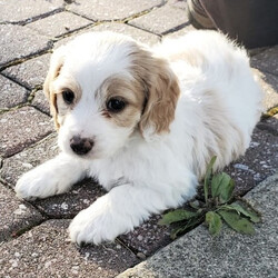 Male Cockapoo is available for adoption