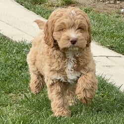 Male Cockapoo is available for adoption