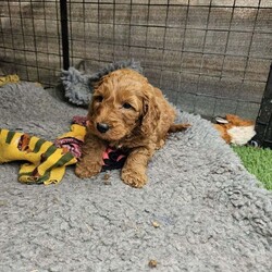 Female Cockapoo is available for adoption