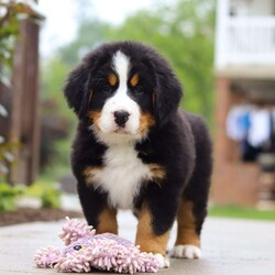 Male Bernese Mountain Dog Puppy is available for sale- Dog the Love