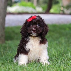 Female Cockapoo Puppy is available for sale- Dog the Love